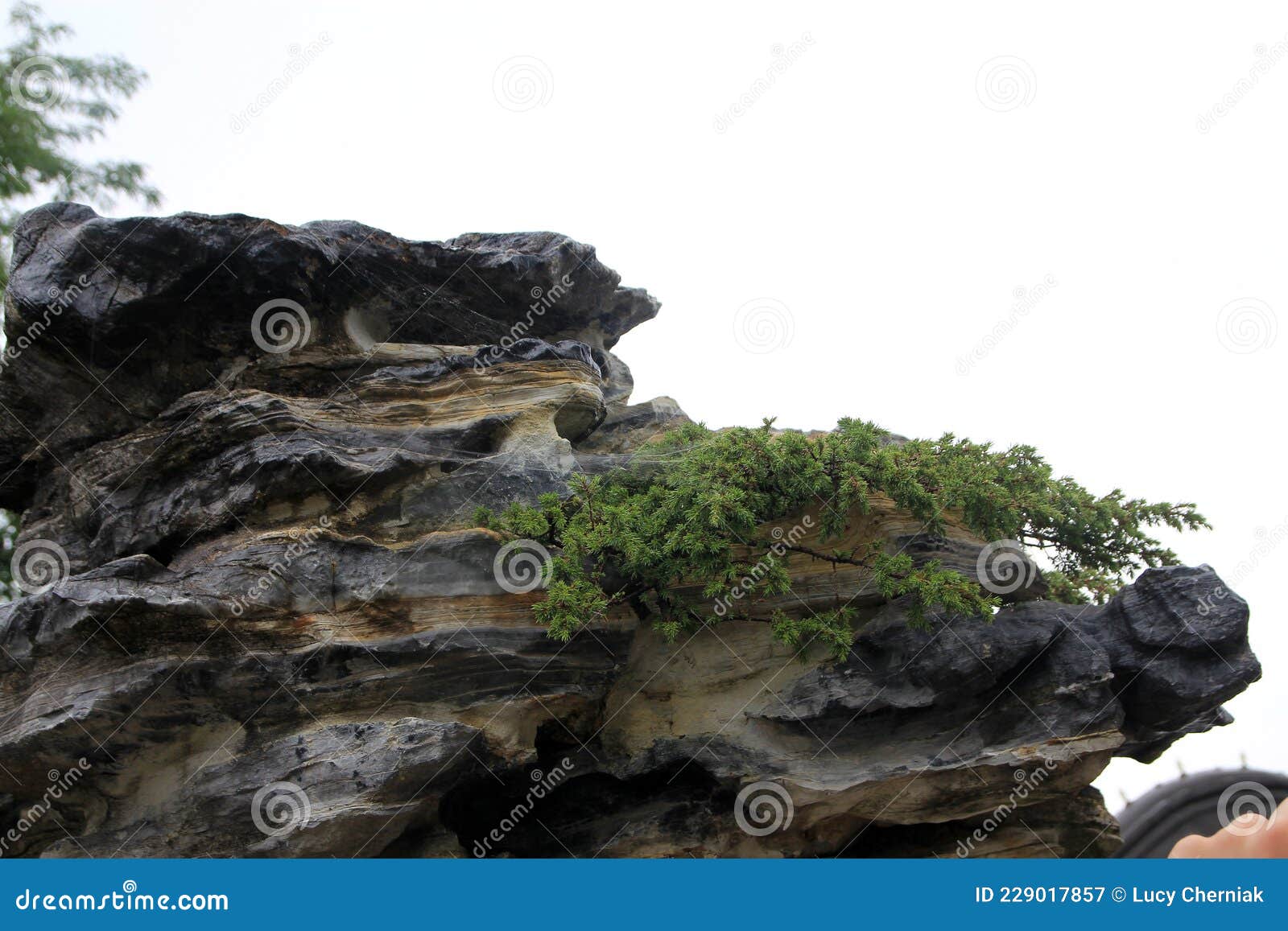 Banzai Tree stock image. Image of branch, rock, decorative - 229017857