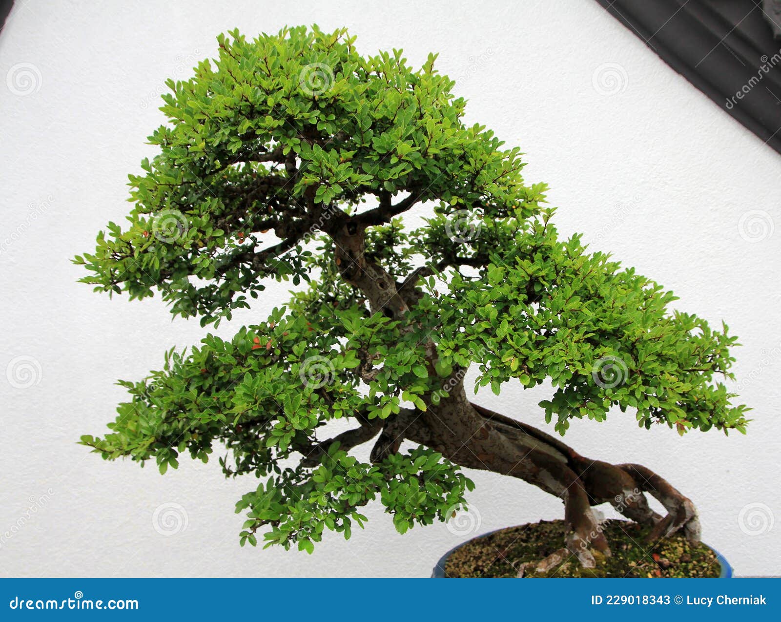 Banzai Tree stock image. Image of tree, japanese, green - 229018343