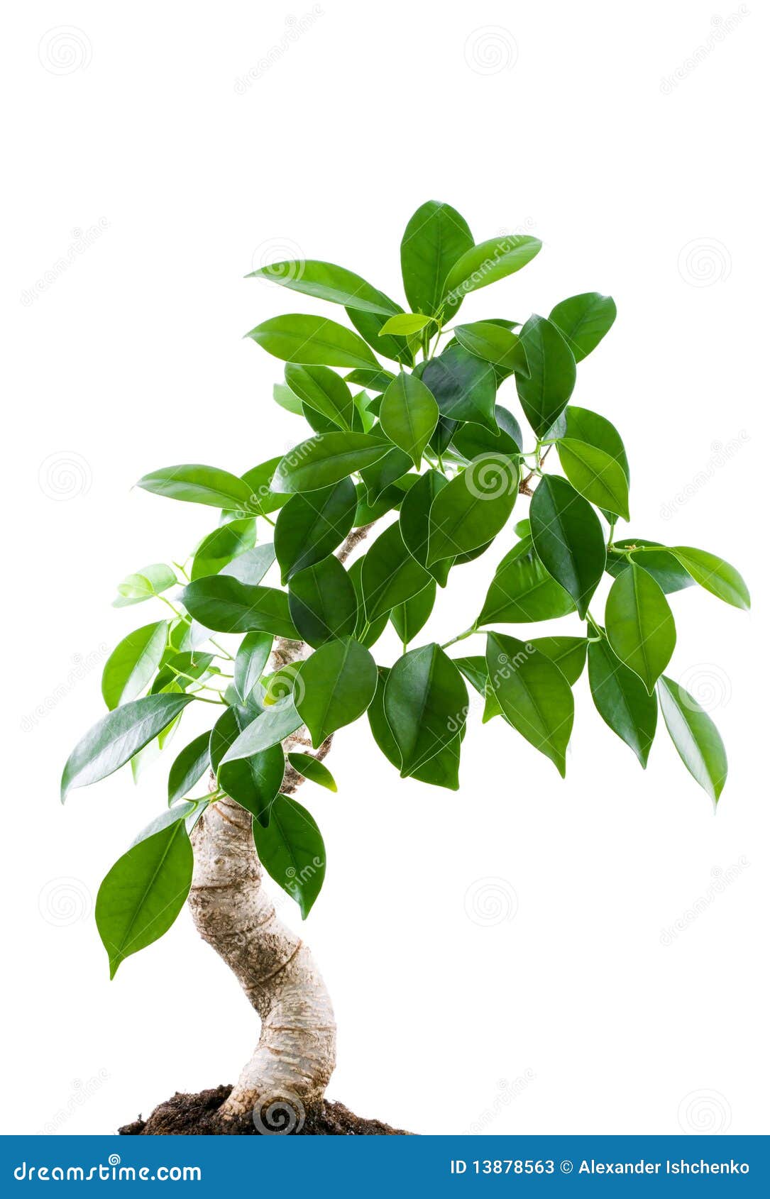 Small Decorative Tree Isolated on a White. Stock Image - Image of ...