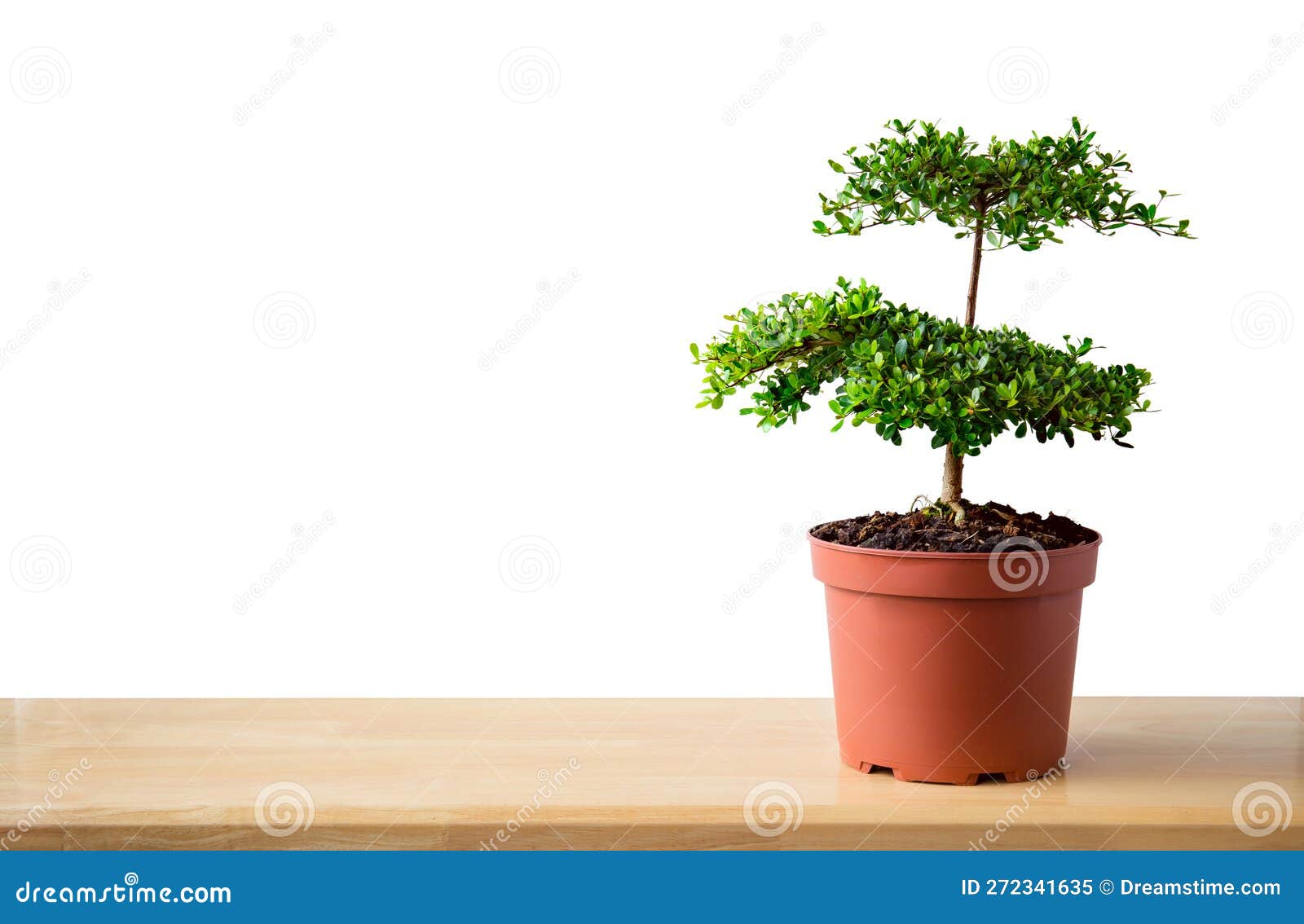 Small Decorative Tree, Little Tree in the Pots Isolated on White ...