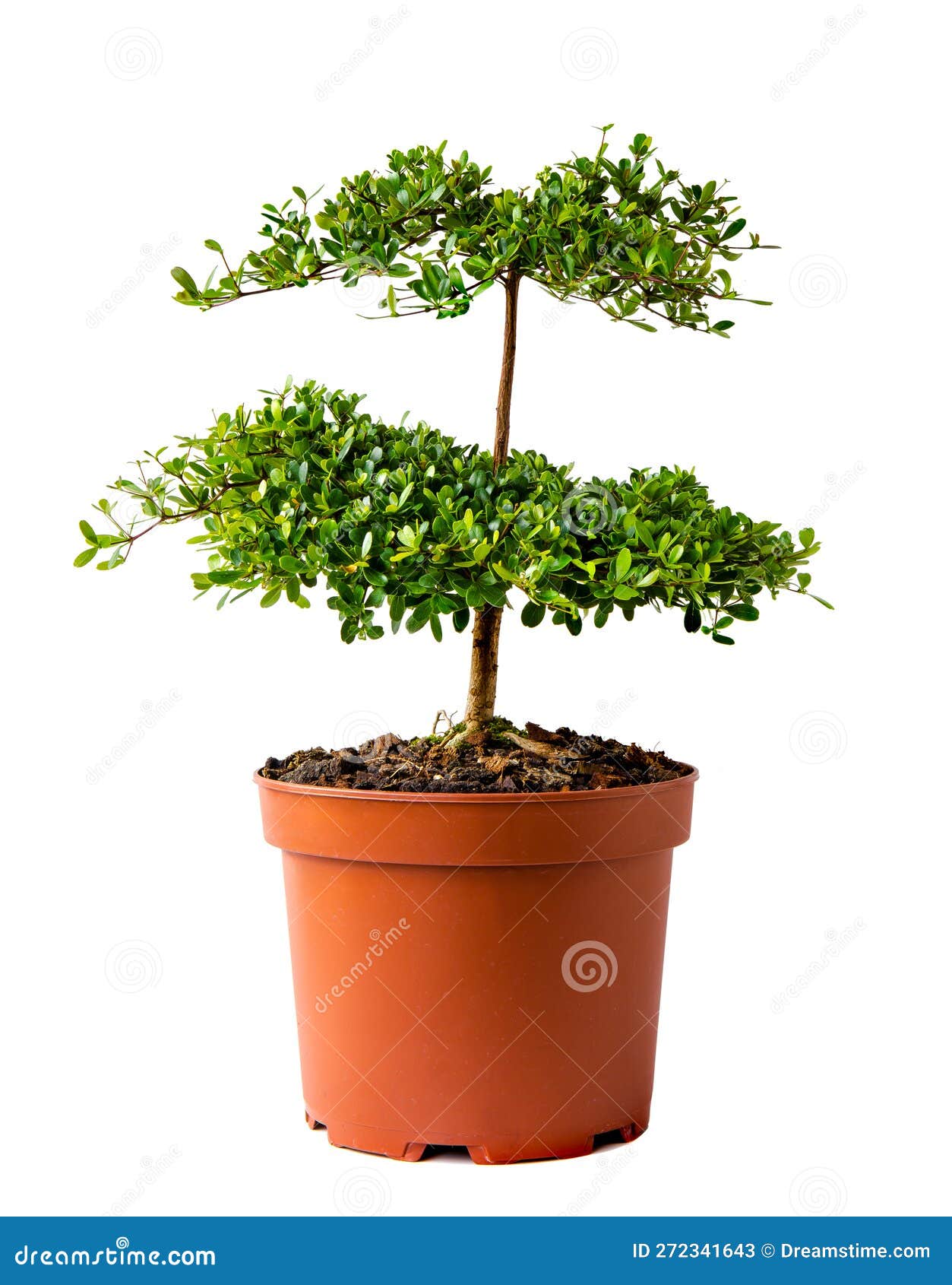 Small Decorative Tree, Little Tree in the Pots Isolated on White ...