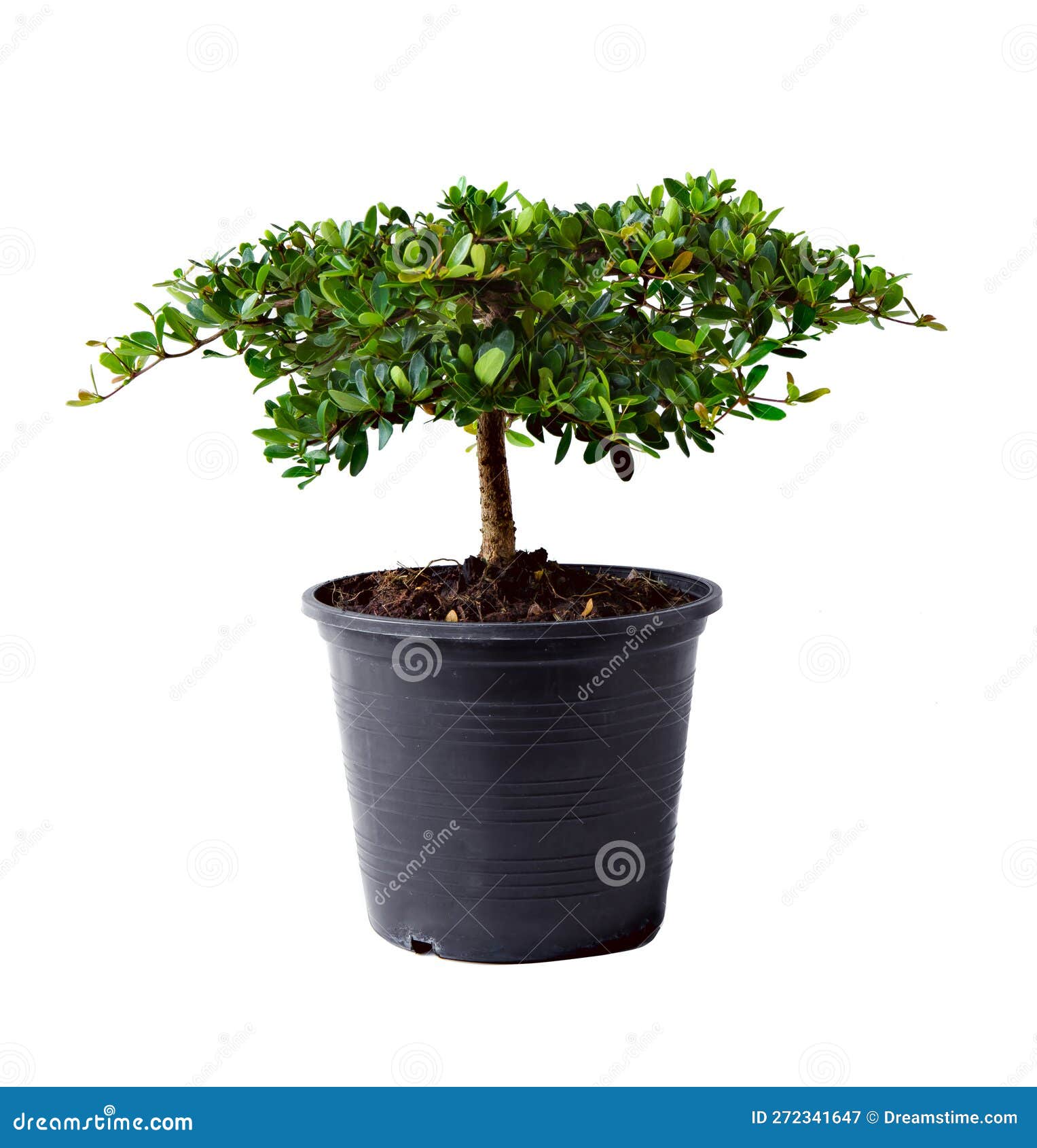 Small Decorative Tree, Little Tree in the Pots Isolated on White ...