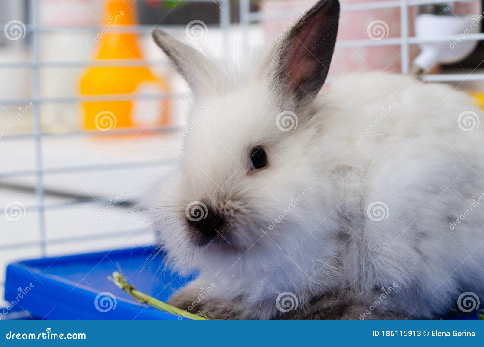 Small Decorative White Fluffy Rabbit in a Cage Stock Image - Image of ...