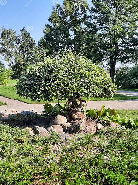 Small Decorative Willow Tree Stock Photo - Image of plantation, lawn ...