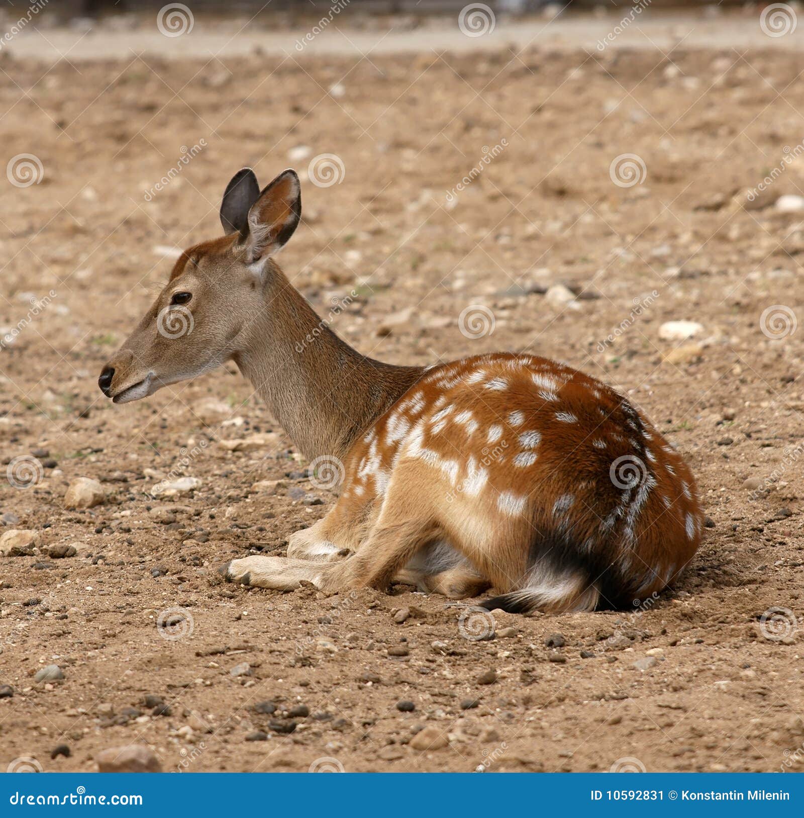 Small deer stock image. Image of north, outdoor, reindeer - 10592831