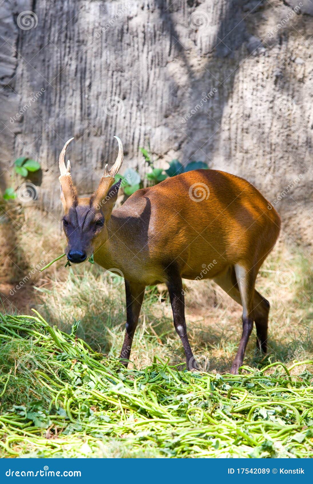 Small deer stock image. Image of nature, life, green - 17542089