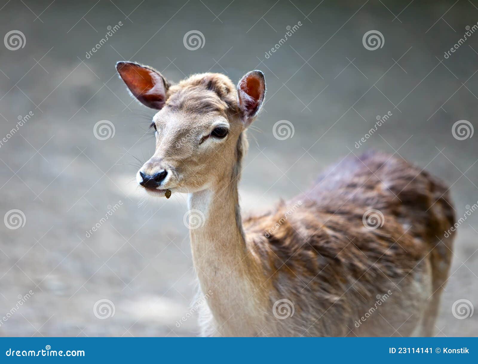Small deer stock image. Image of baby, life, green, ears - 23114141