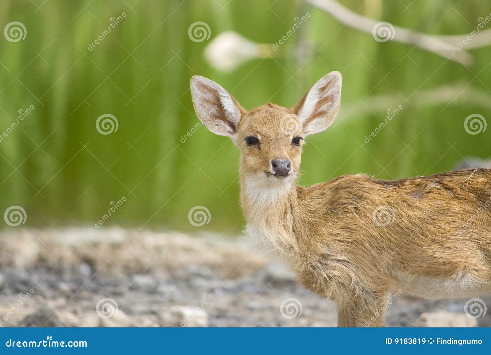 Small deer in wildlife stock image. Image of hunting, hunts - 9183819