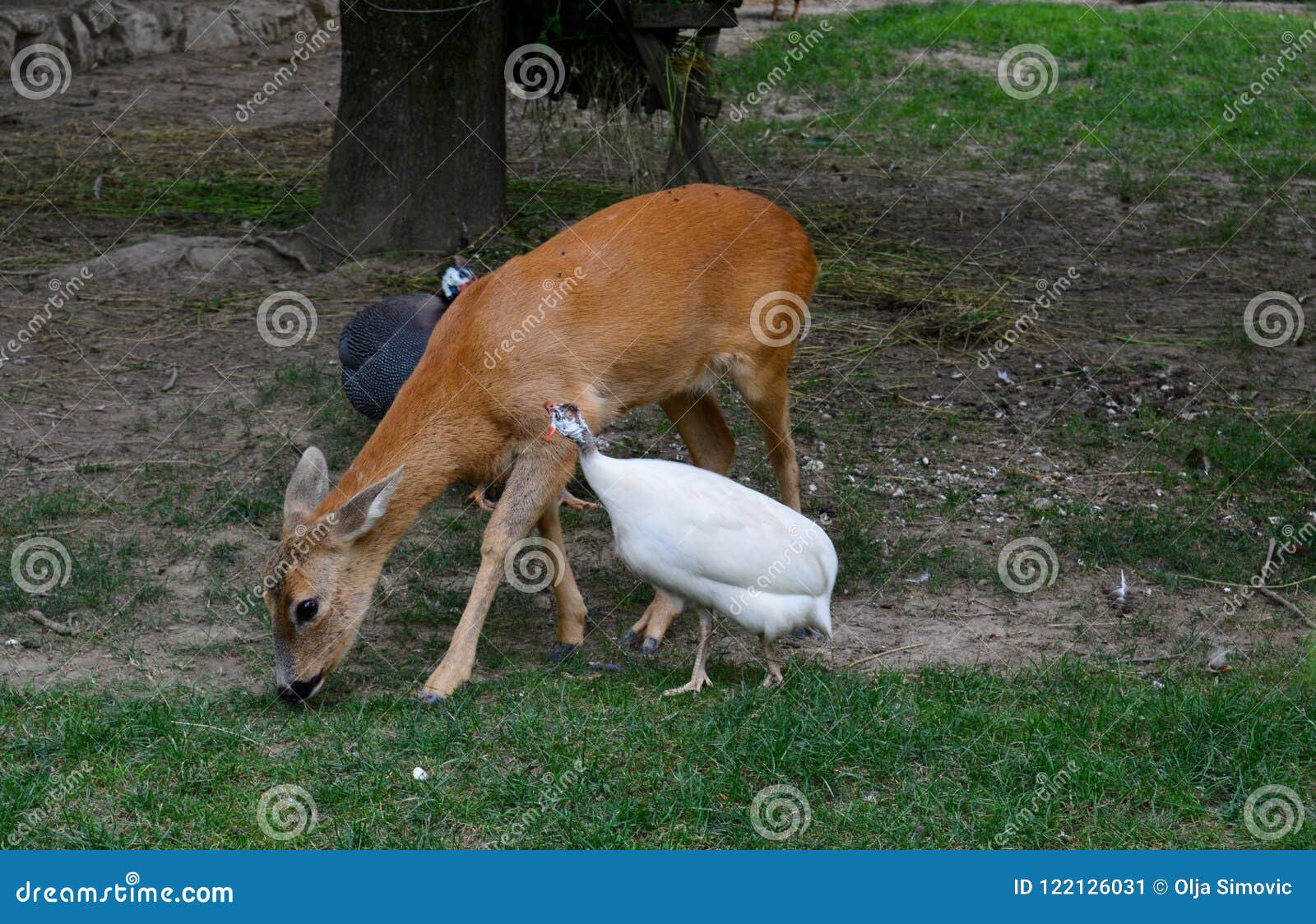 Deer and colorful chickens stock image. Image of plant - 122126031