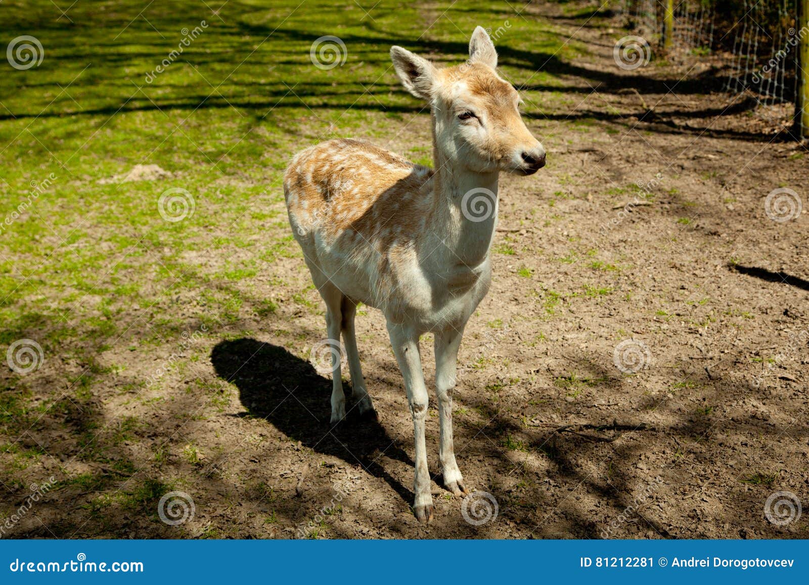 Small Deer on a Green Meadow Stock Image - Image of little, curious ...