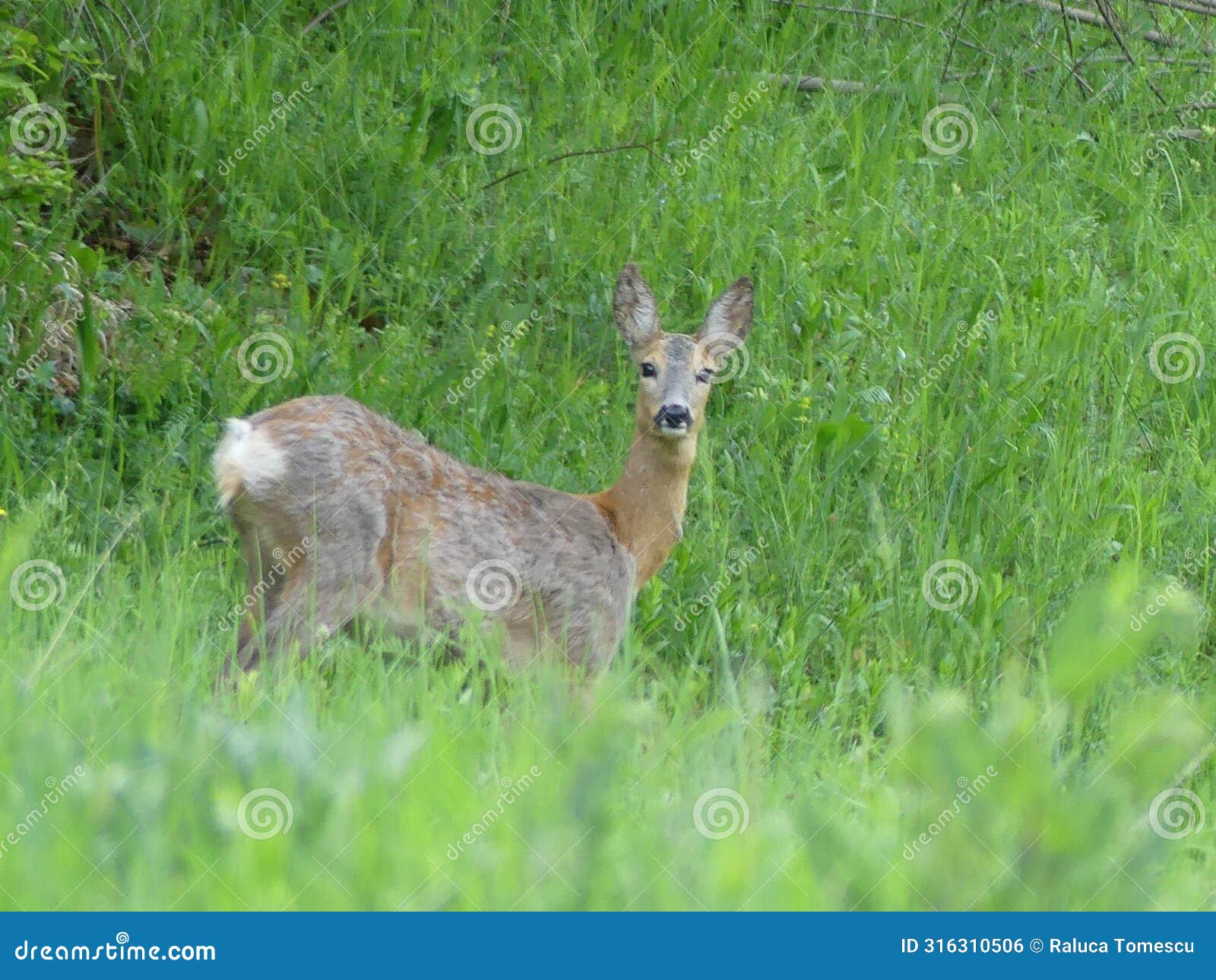Small Deer Watching at Me Very Scared Stock Photo - Image of watching ...