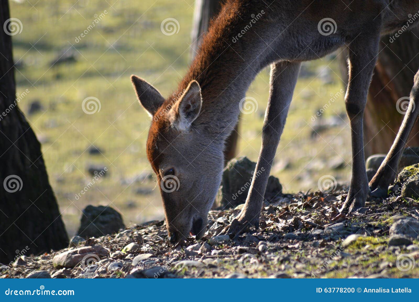 Small deer in the wild stock photo. Image of endangered - 63778200