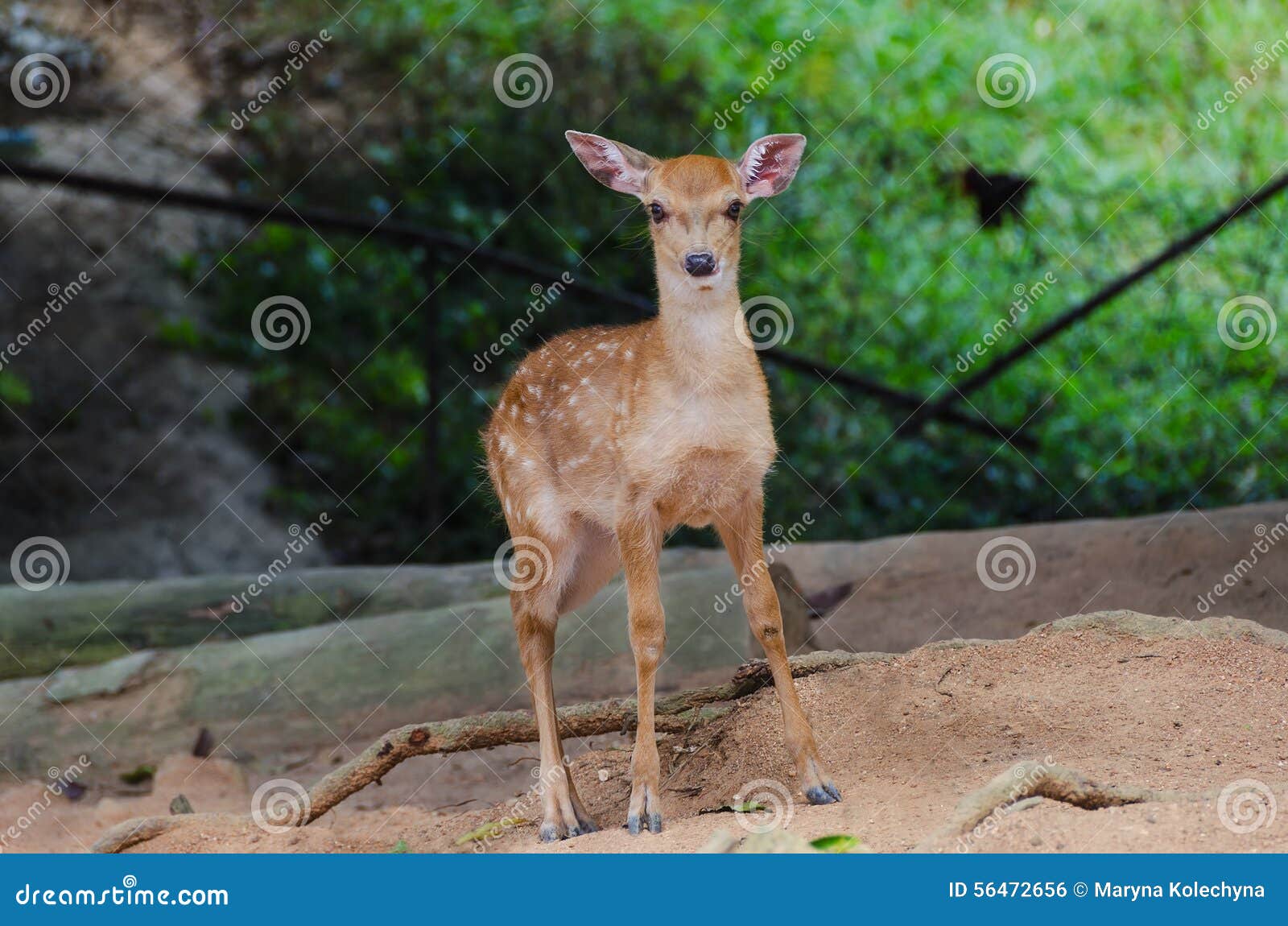 Small Deer in the Zoo, Closeup Stock Photo - Image of hunting, space ...