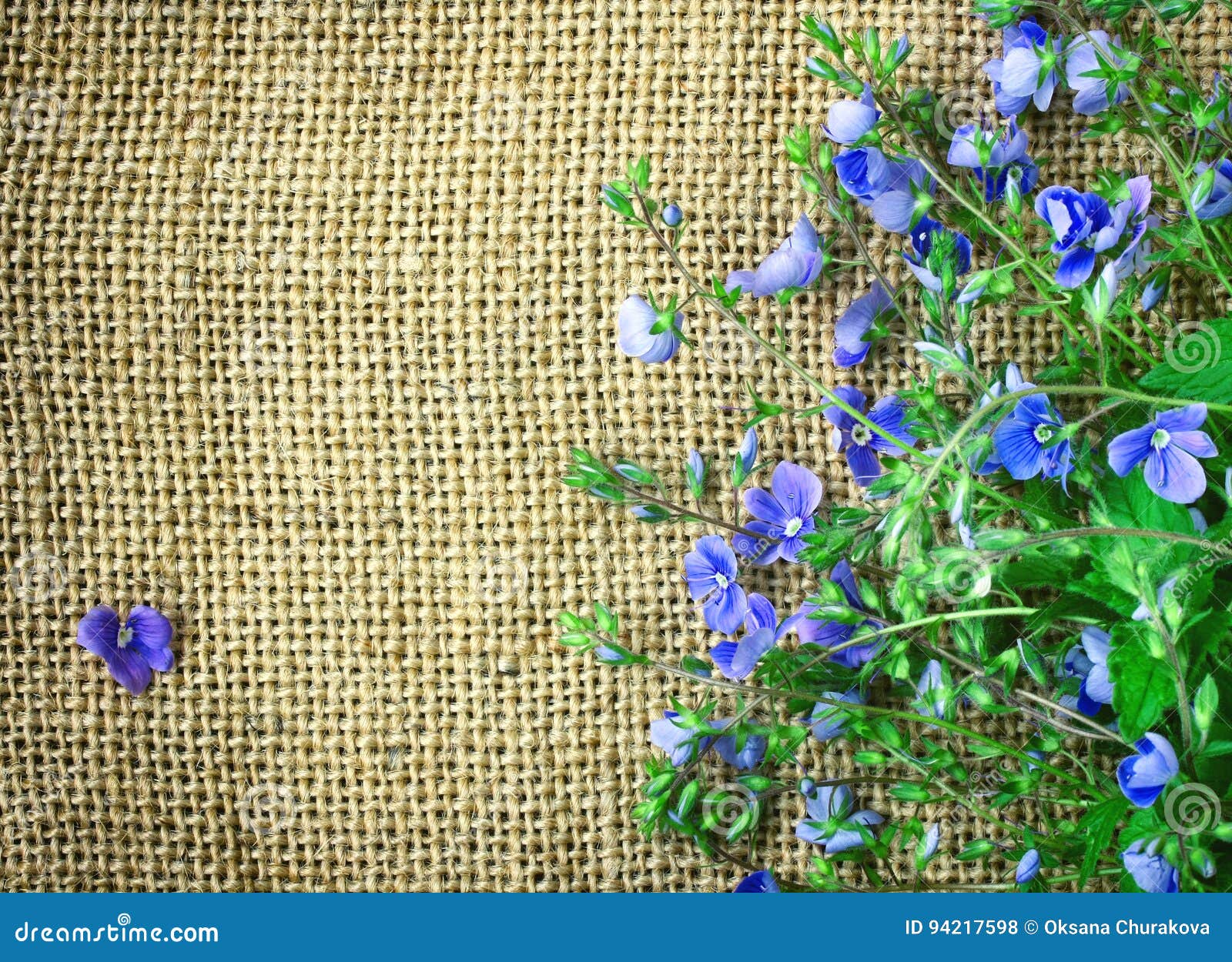 Small Delicate Blue Flowers Veronica Persian, Border on Canvas Stock ...