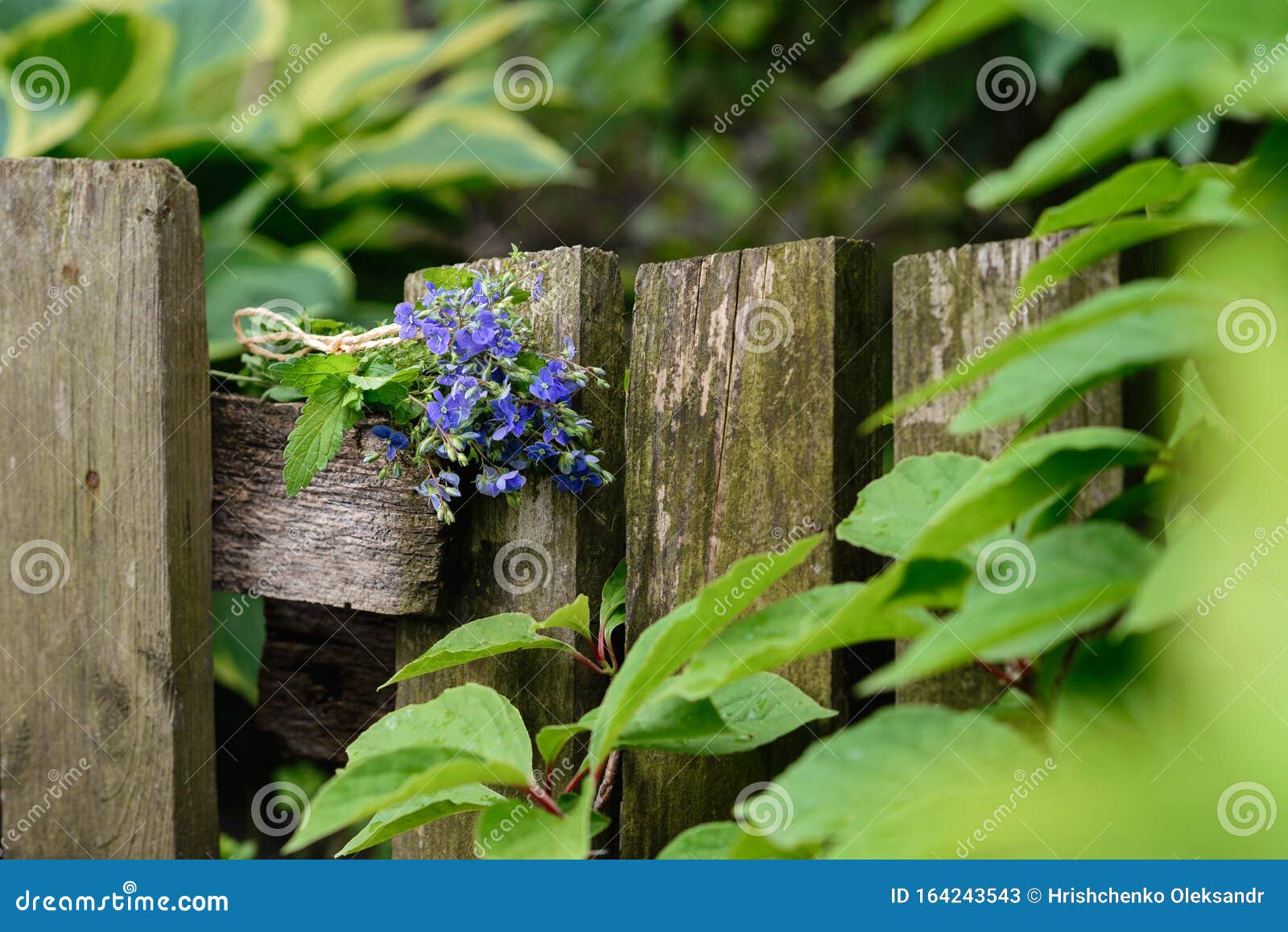 Small and Delicate Bouquet of Blue Forest Flowers on a Wooden Surface ...