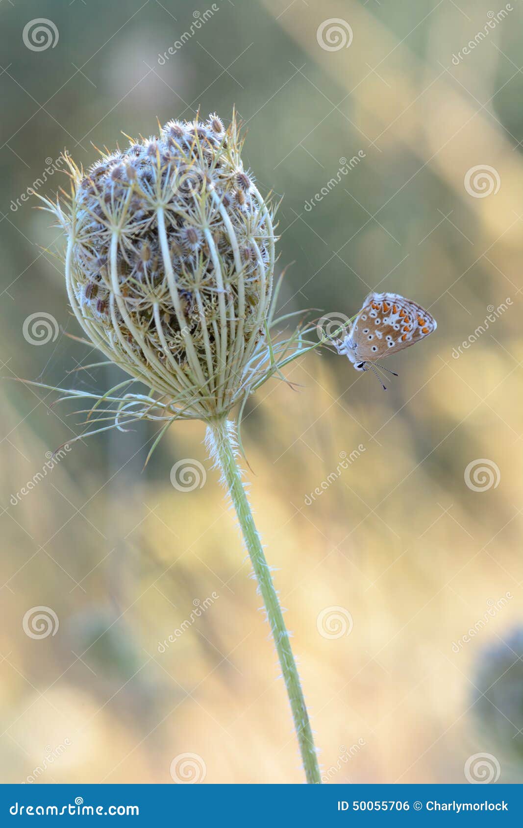 Small Delicate Butterfly Balanced Stock Photo - Image of heracleum ...