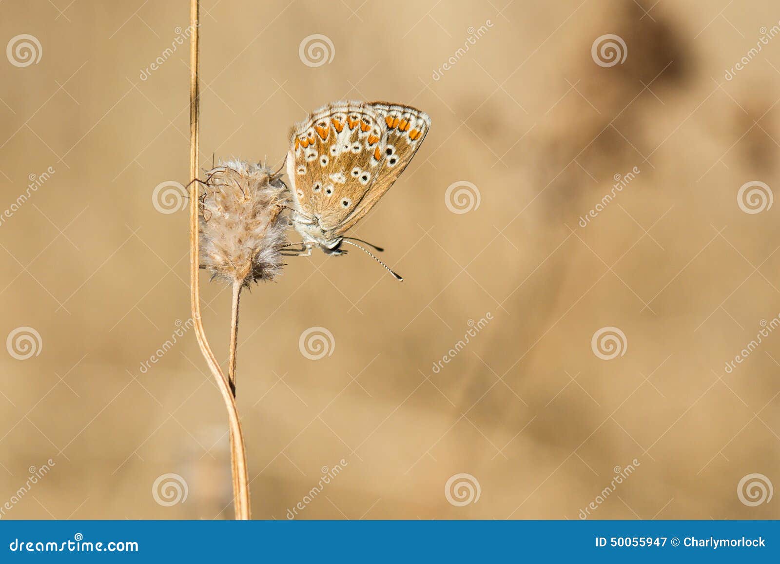 Small Delicate Butterfly Balanced Stock Image - Image of color, hairy ...