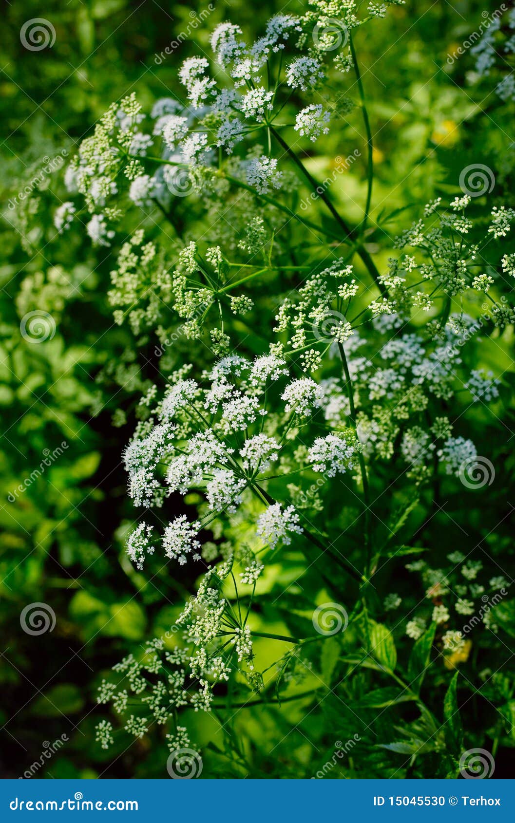 Delicate Flowers And Long Prickly Needle-like Leaves Of The Australian ...