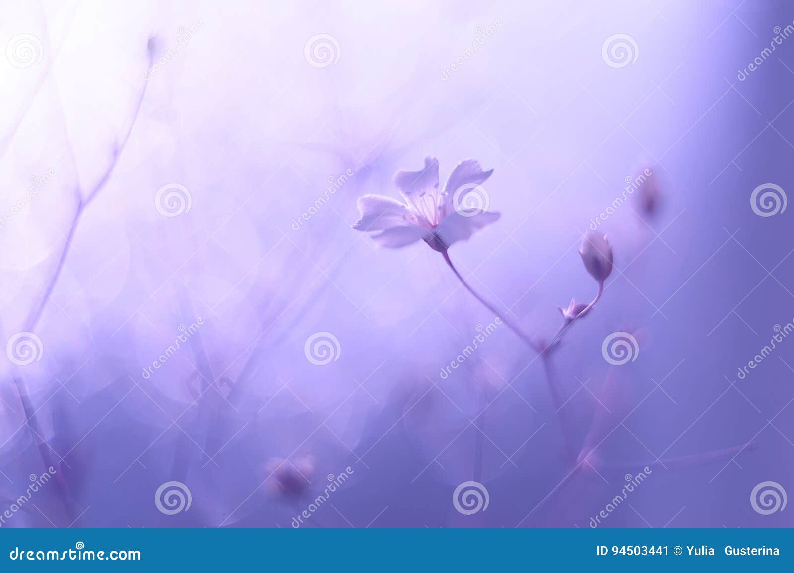 Small delicate flowers stock image. Image of delicate - 94503441