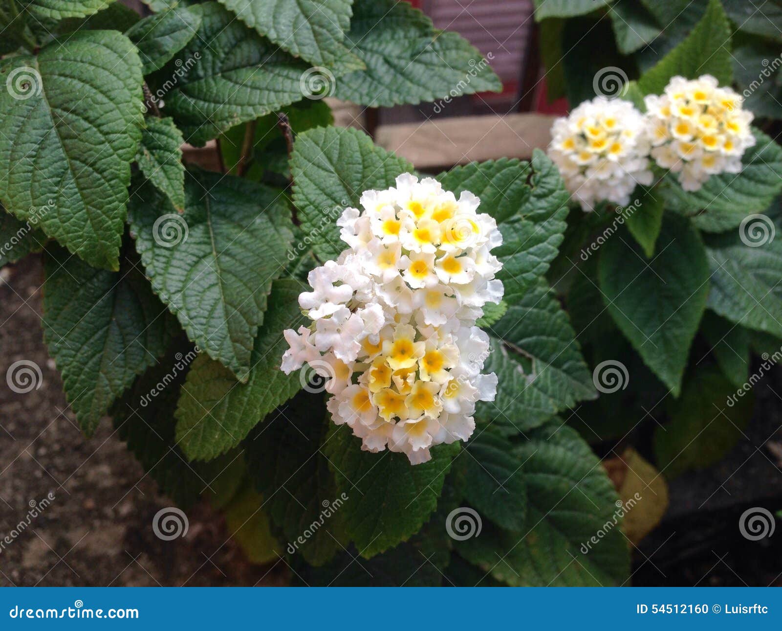Small delicate flowers stock photo. Image of delicate - 54512160