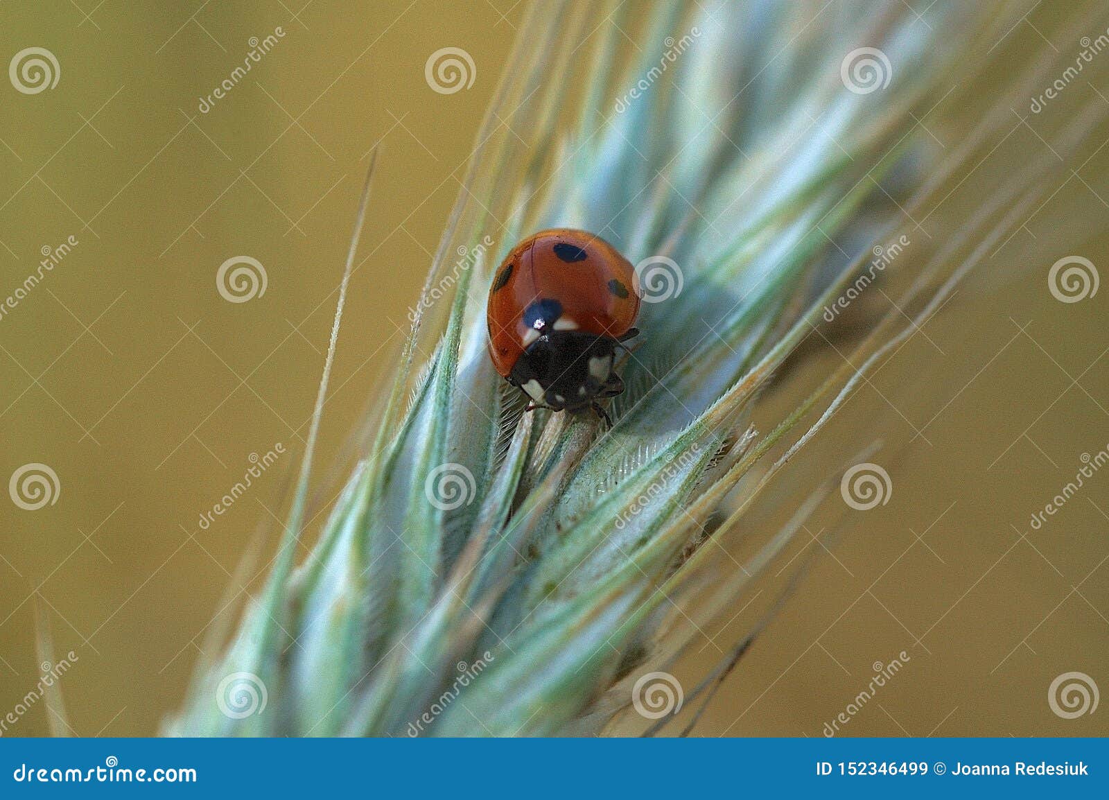 Small Delicate Ladybug in Closeup Sitting on a Rye Ears on a Neutral ...
