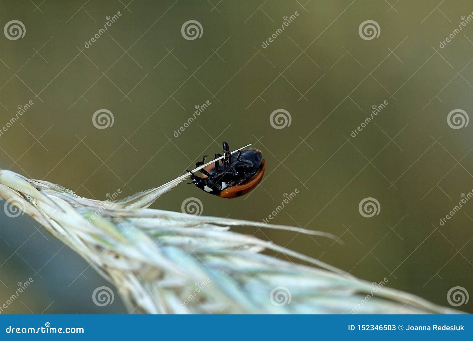 Small Delicate Ladybug in Closeup Sitting on a Rye Ears on a Neutral ...