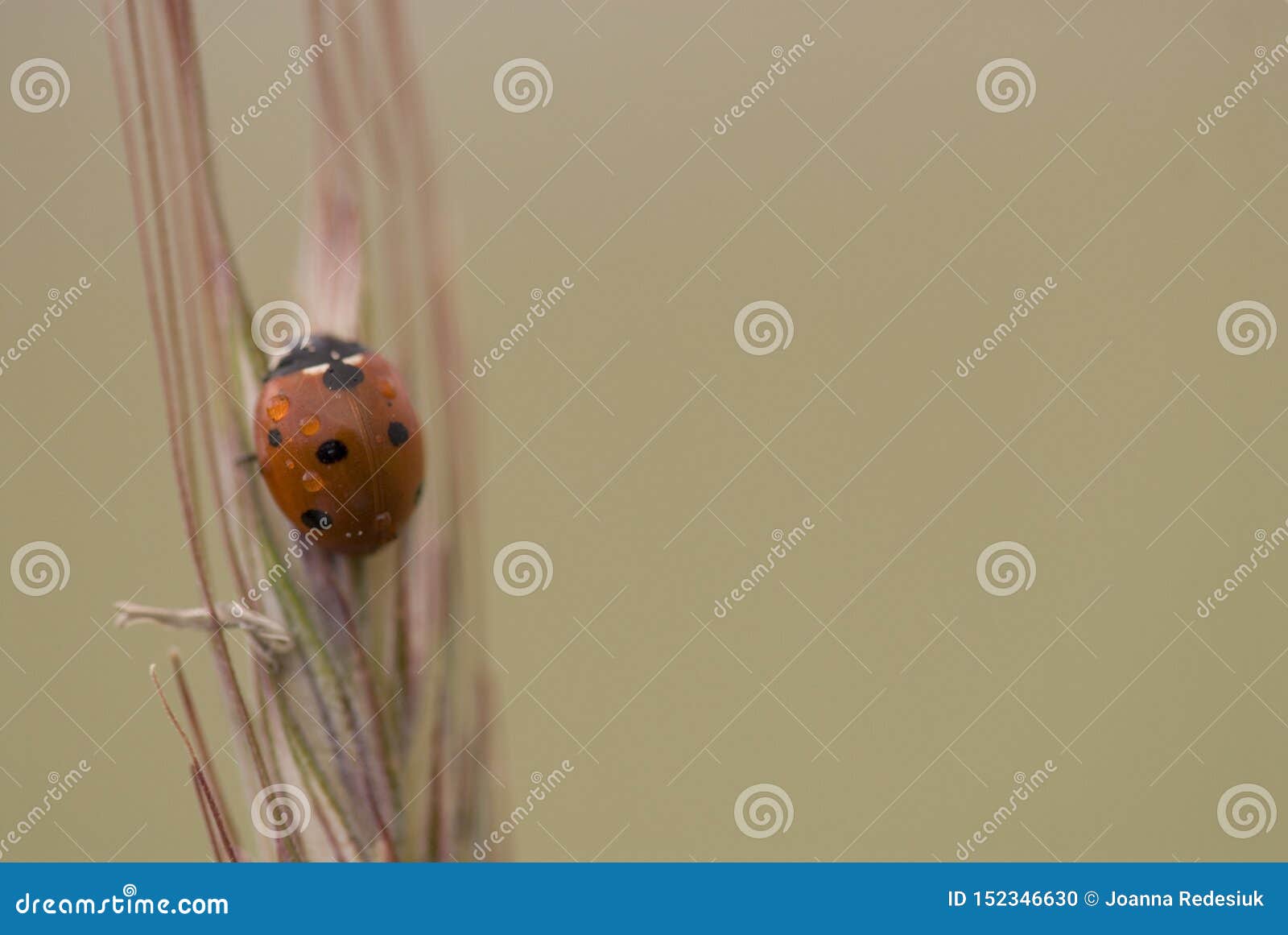 Small Delicate Ladybug in Closeup Sitting on a Rye Ears on a Neutral ...