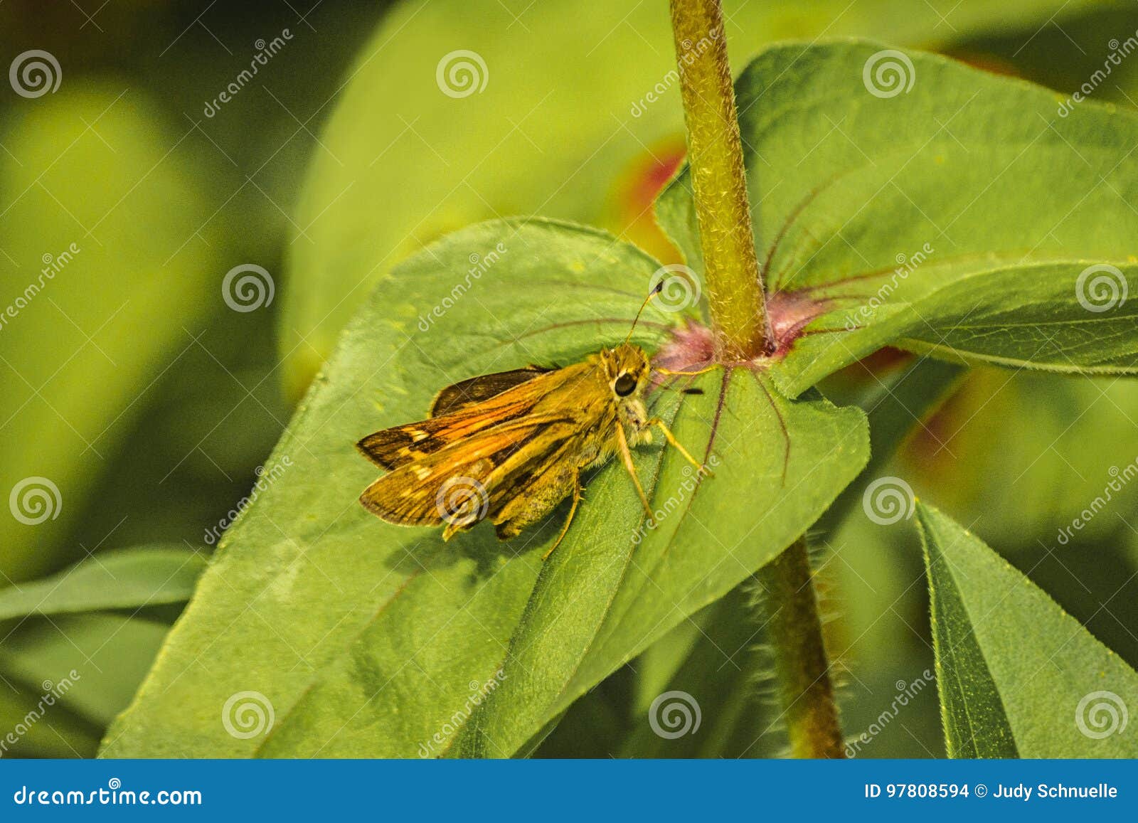 A Small Delicate Moth Resting on a Wild Flower Stock Photo - Image of ...