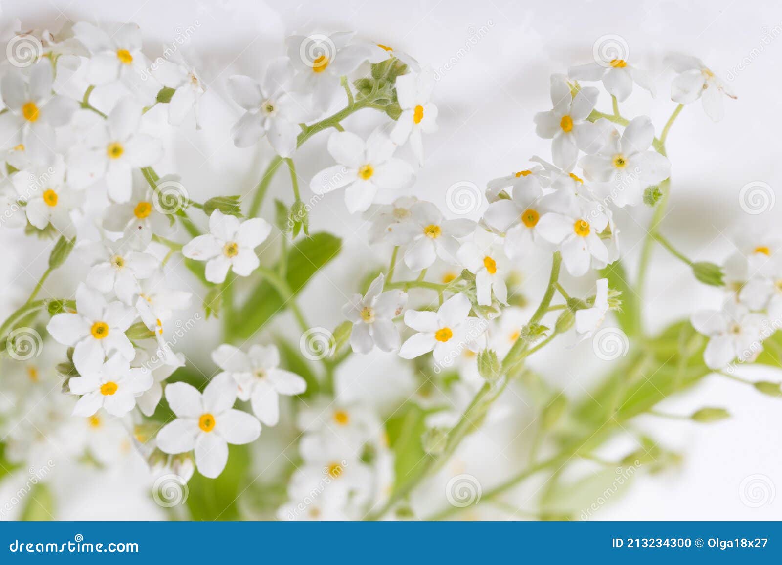 Small Delicate White Spring Flowers, Spring Background Stock Photo ...