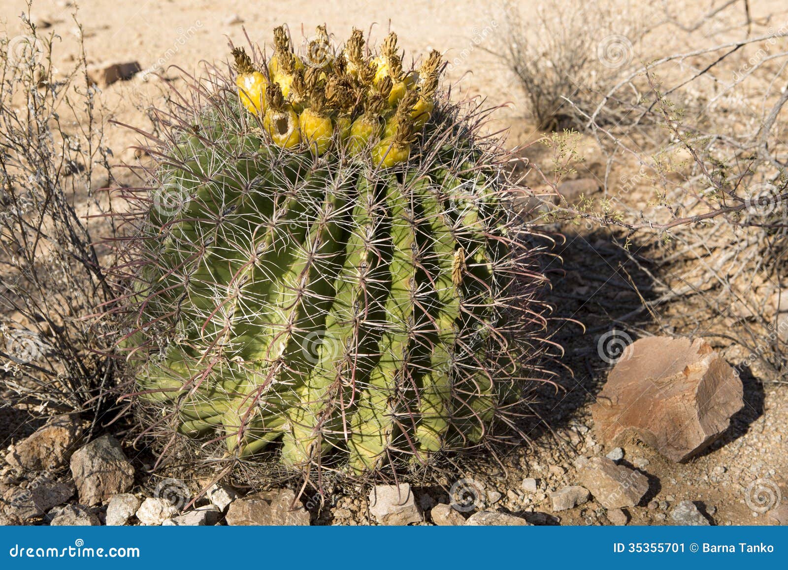 Small Desert Cactus Outdoors Stock Image - Image of desert, climate ...