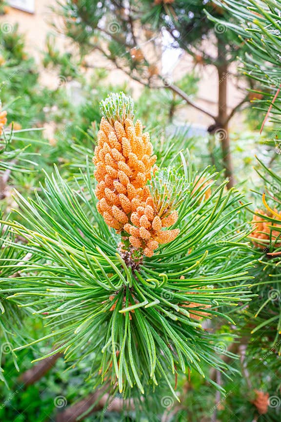 New Orange Colored Cones of a Pine Tree Stock Photo - Image of beautiful, branch: 281460982