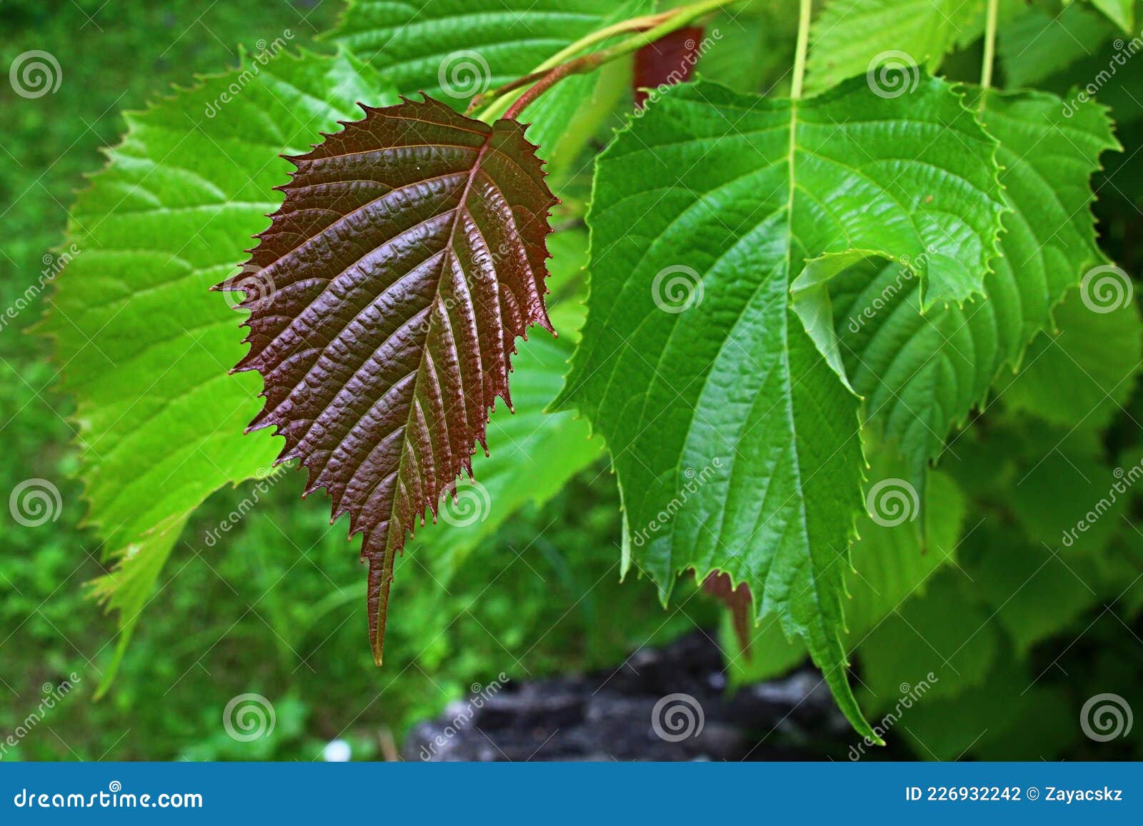 Small, Developing Crimson Lanceolate Leaf of Euptelea Polyandra Tree ...