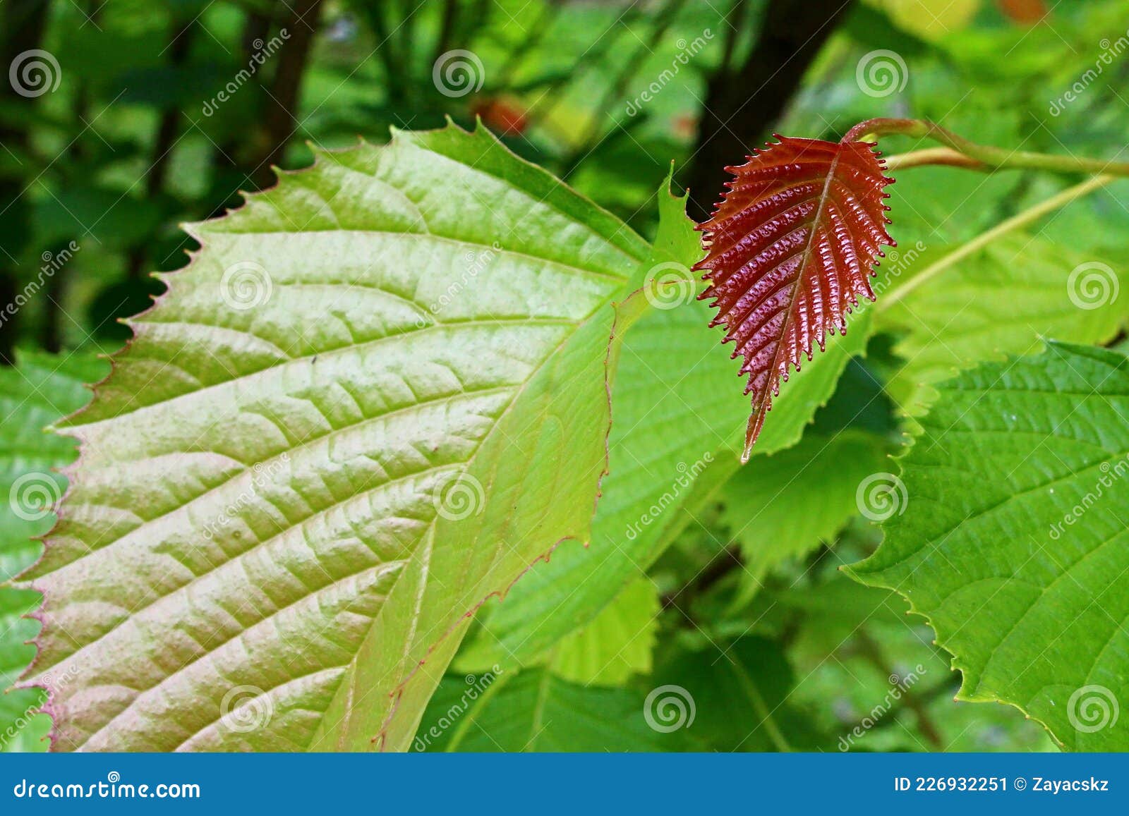Euptelea Polyandra Stock Photos - Free & Royalty-Free Stock Photos from ...