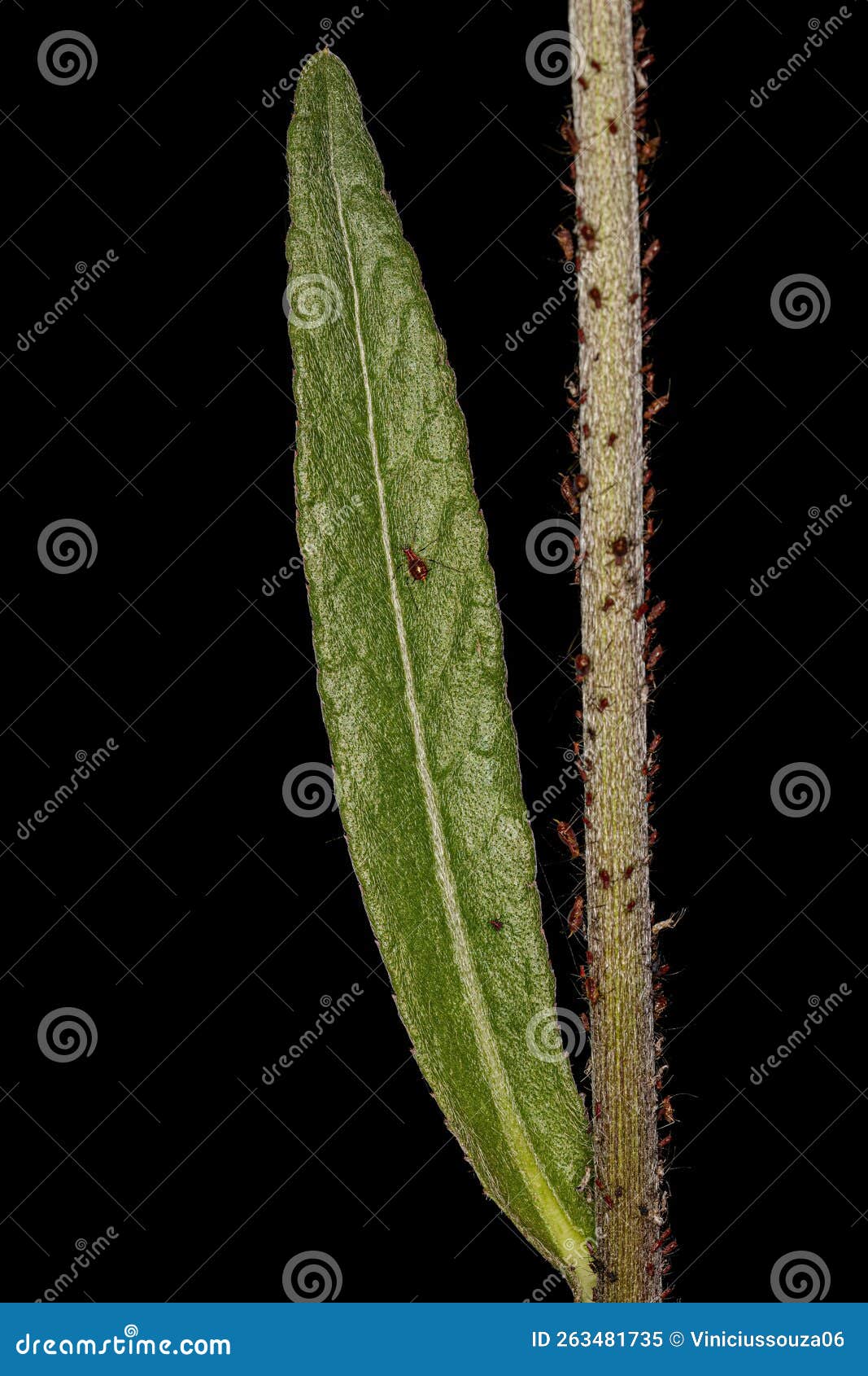 Small Dicot tree leaf stock image. Image of class, plant - 263481735