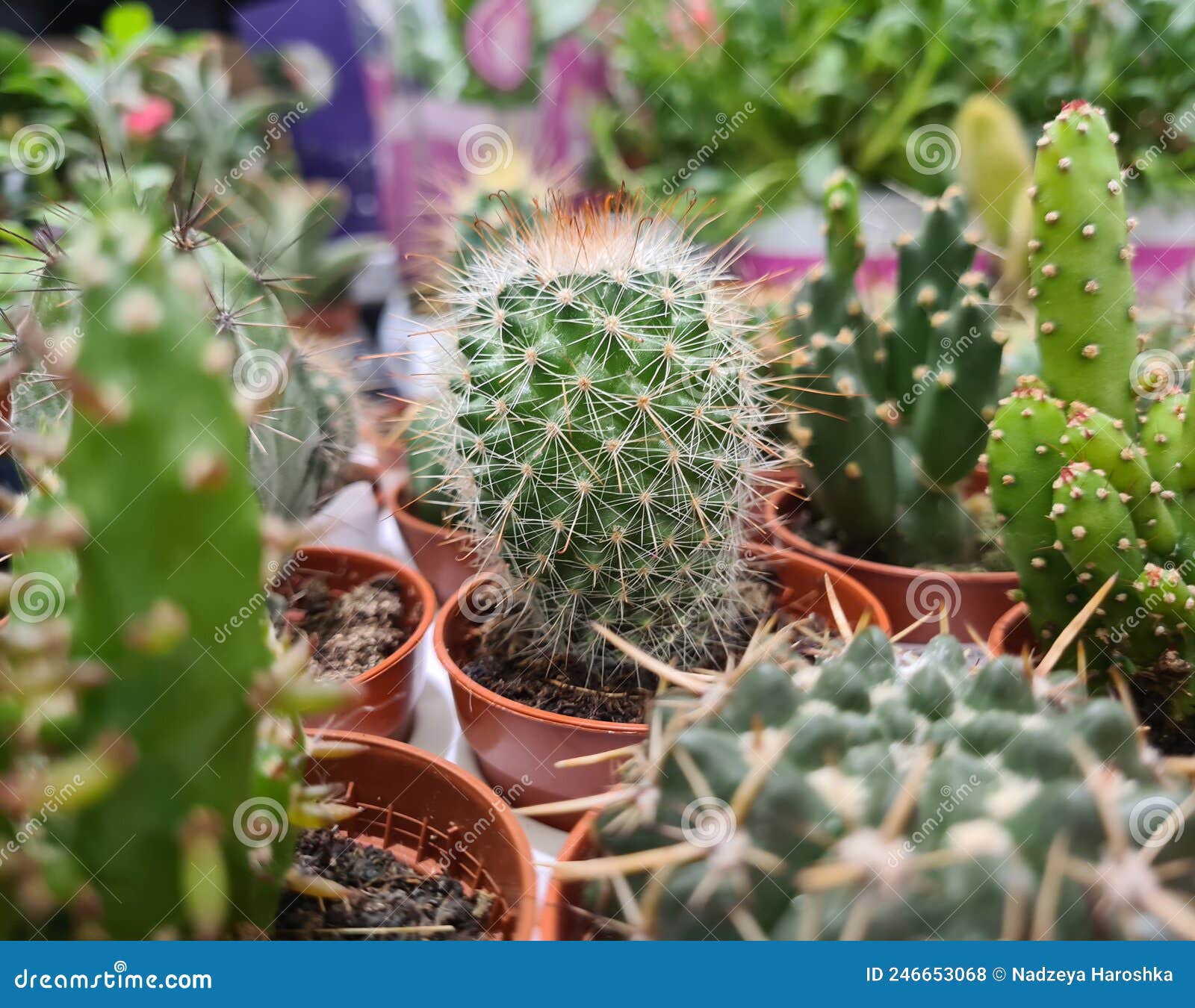 Small Different Cacti in Flowerpots Closeup. Types of Indoor Cacti ...