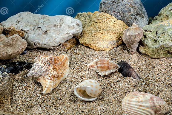 Small Different Seashells Underwater Stock Image - Image of water, life ...