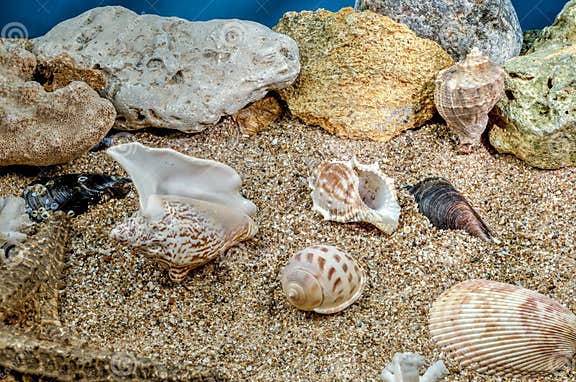 Small Different Seashells Underwater Stock Image - Image of shot ...