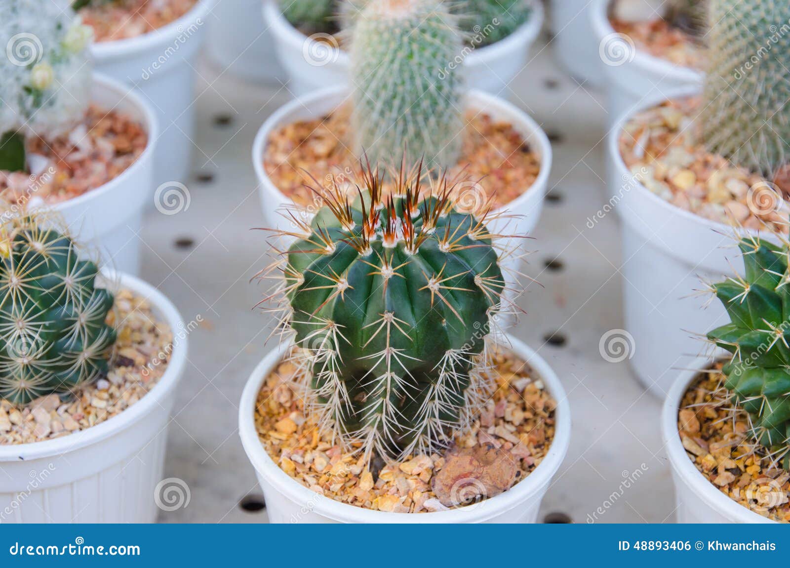 Small Different Types of Cactus Plants. Stock Photo - Image of ...