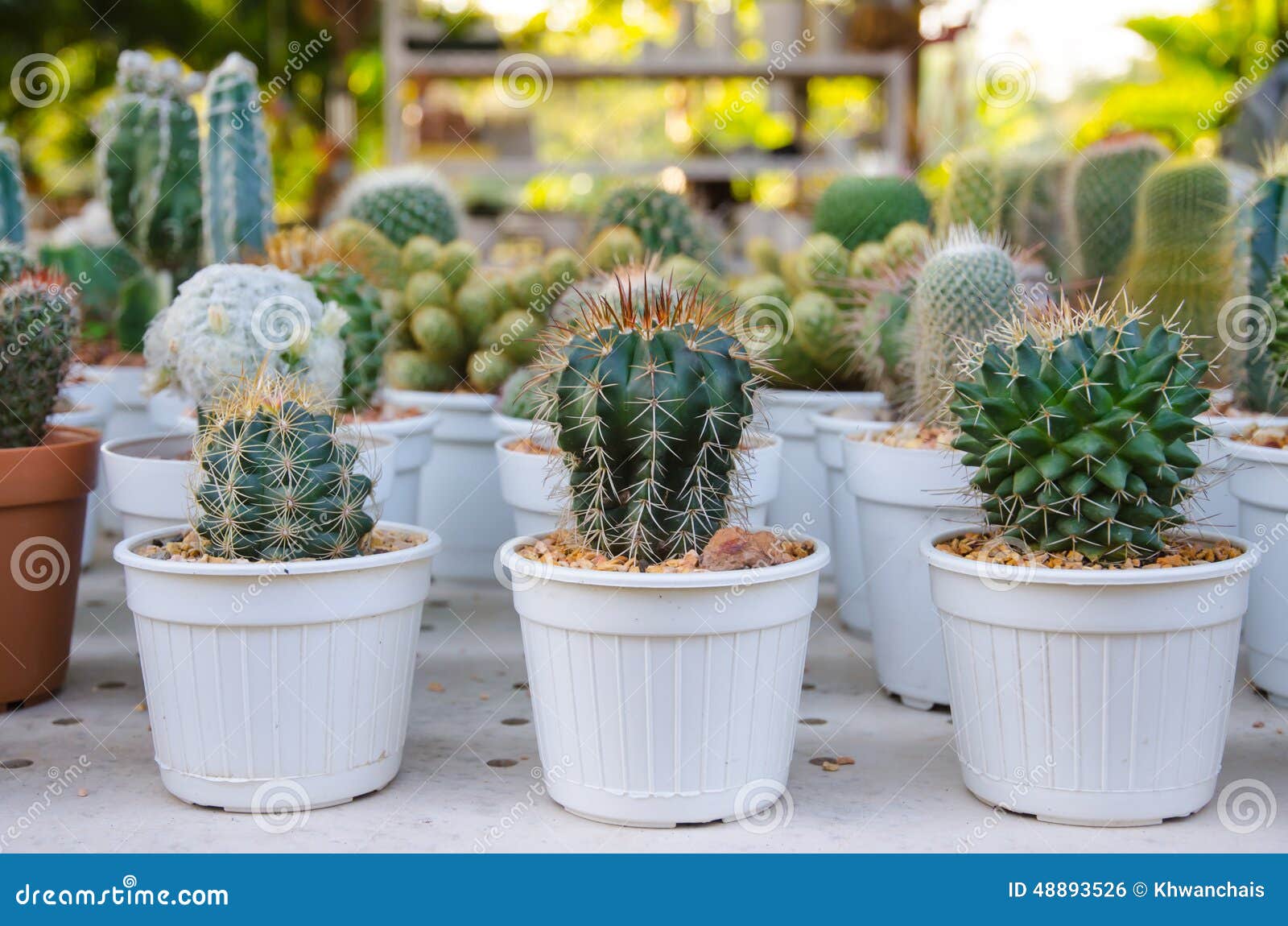 Small Different Types of Cactus Plants. Stock Photo - Image of closeup ...