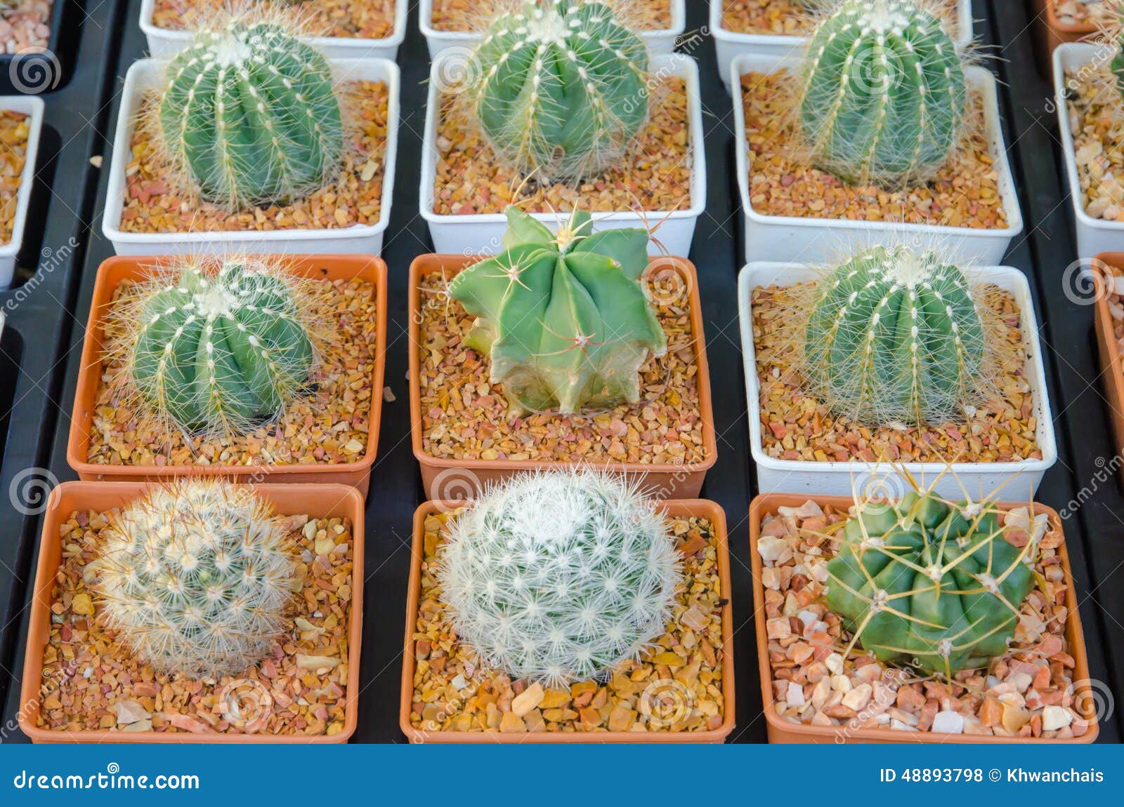 Small Different Types of Cactus Plants. Stock Photo - Image of flower ...