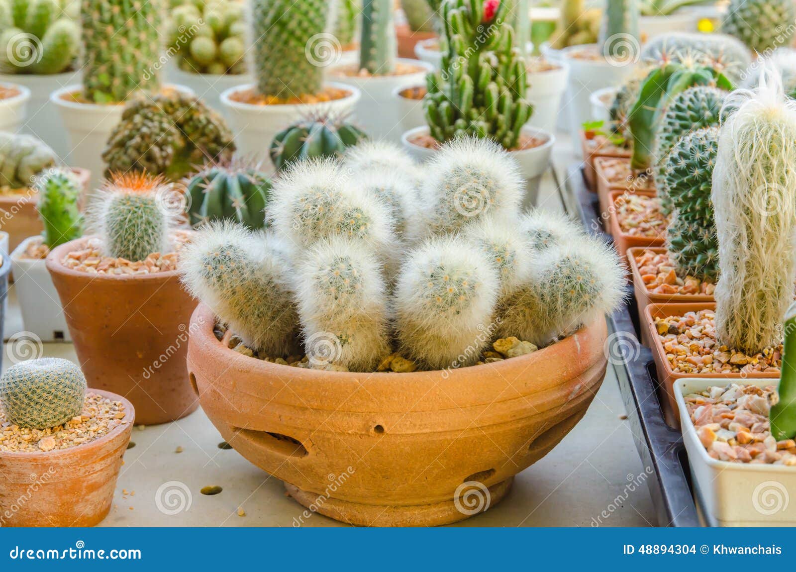 Small Different Types of Cactus Plants. Stock Photo - Image of plant ...
