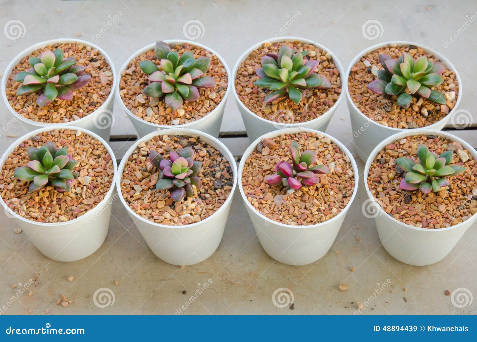 Small Different Types of Cactus Plants. Stock Image - Image of small ...