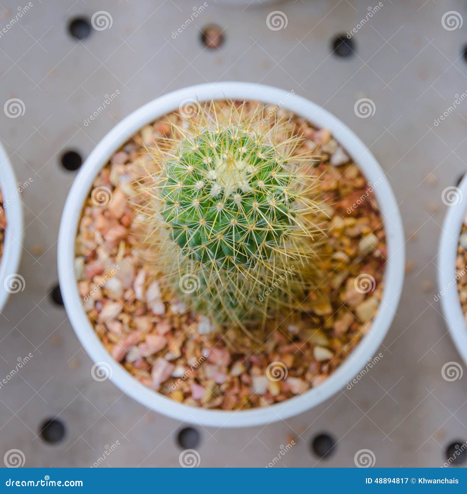 Small Different Types of Cactus Plants. Stock Image - Image of oneclay ...