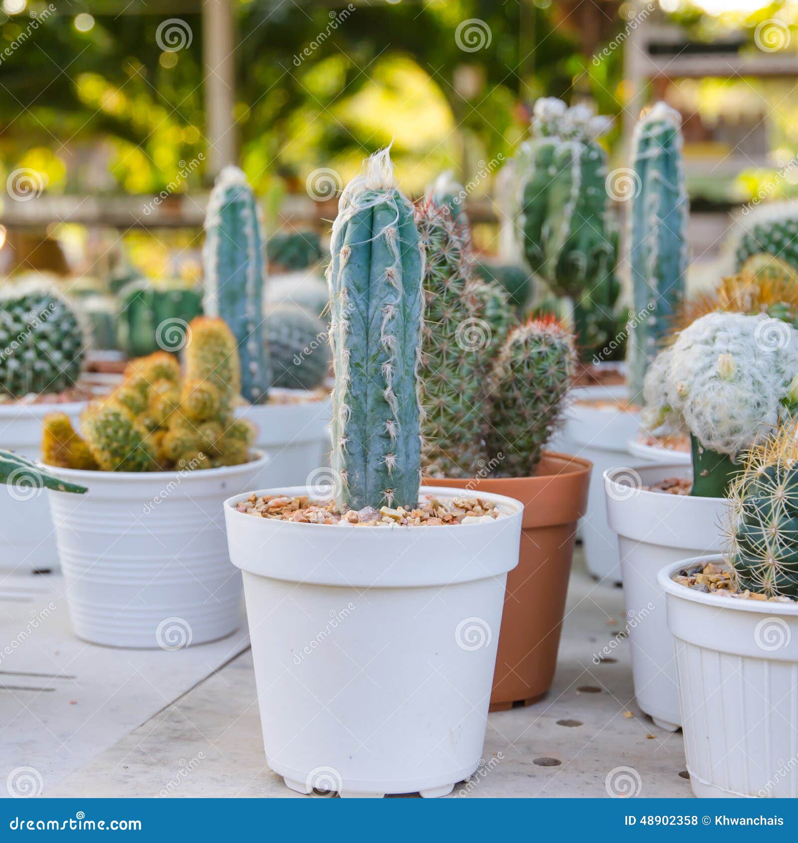 Small Different Types of Cactus Plants. Stock Photo - Image of spike ...