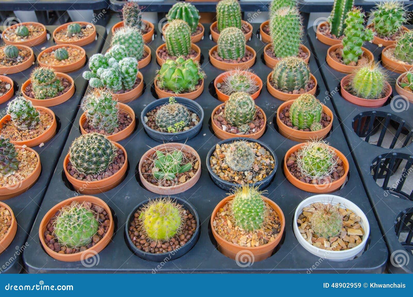 Small Different Types Of Cactus Plants. Stock Image - Image: 48902959