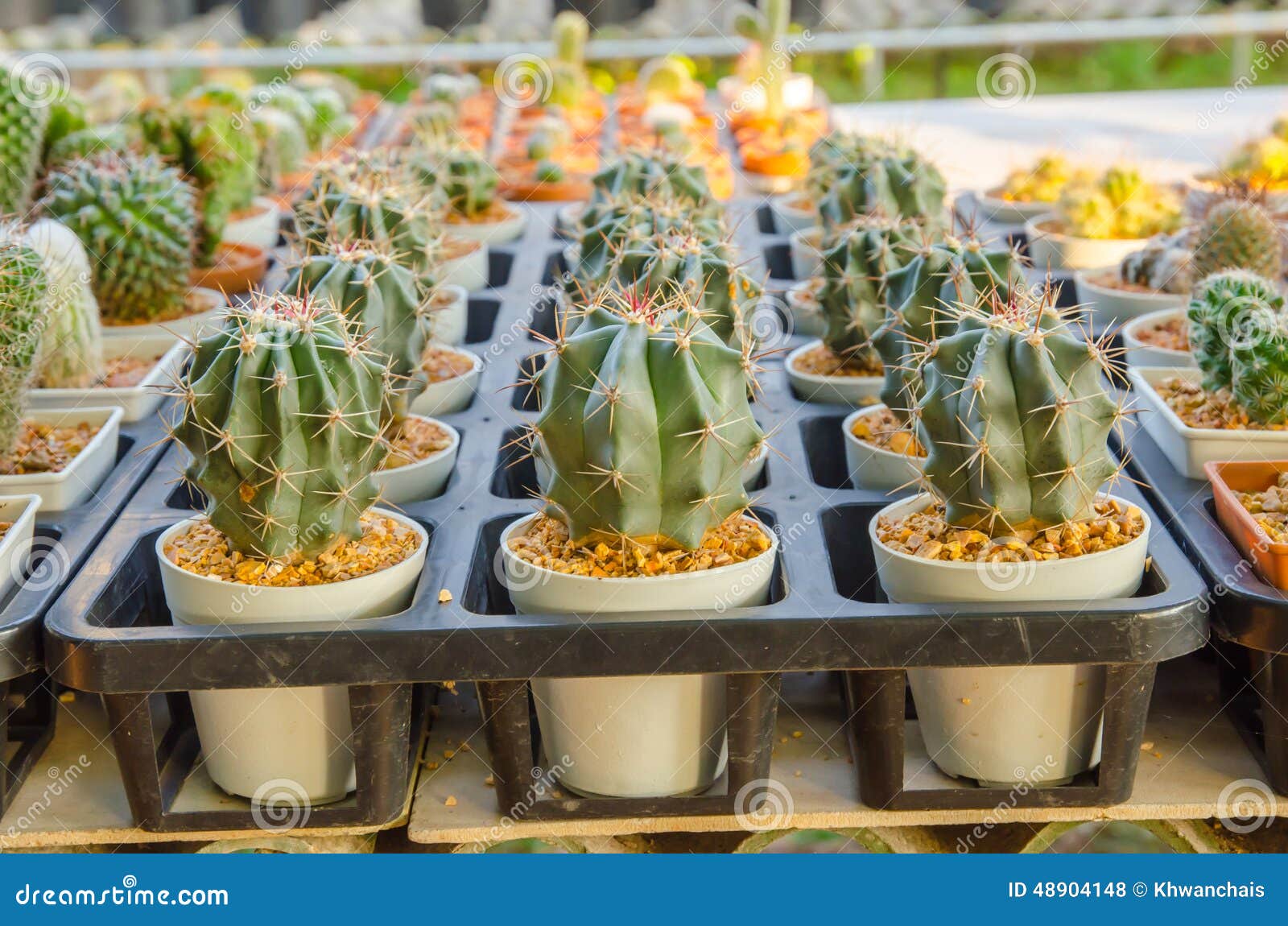 Small Different Types of Cactus Plants. Stock Photo - Image of spike ...