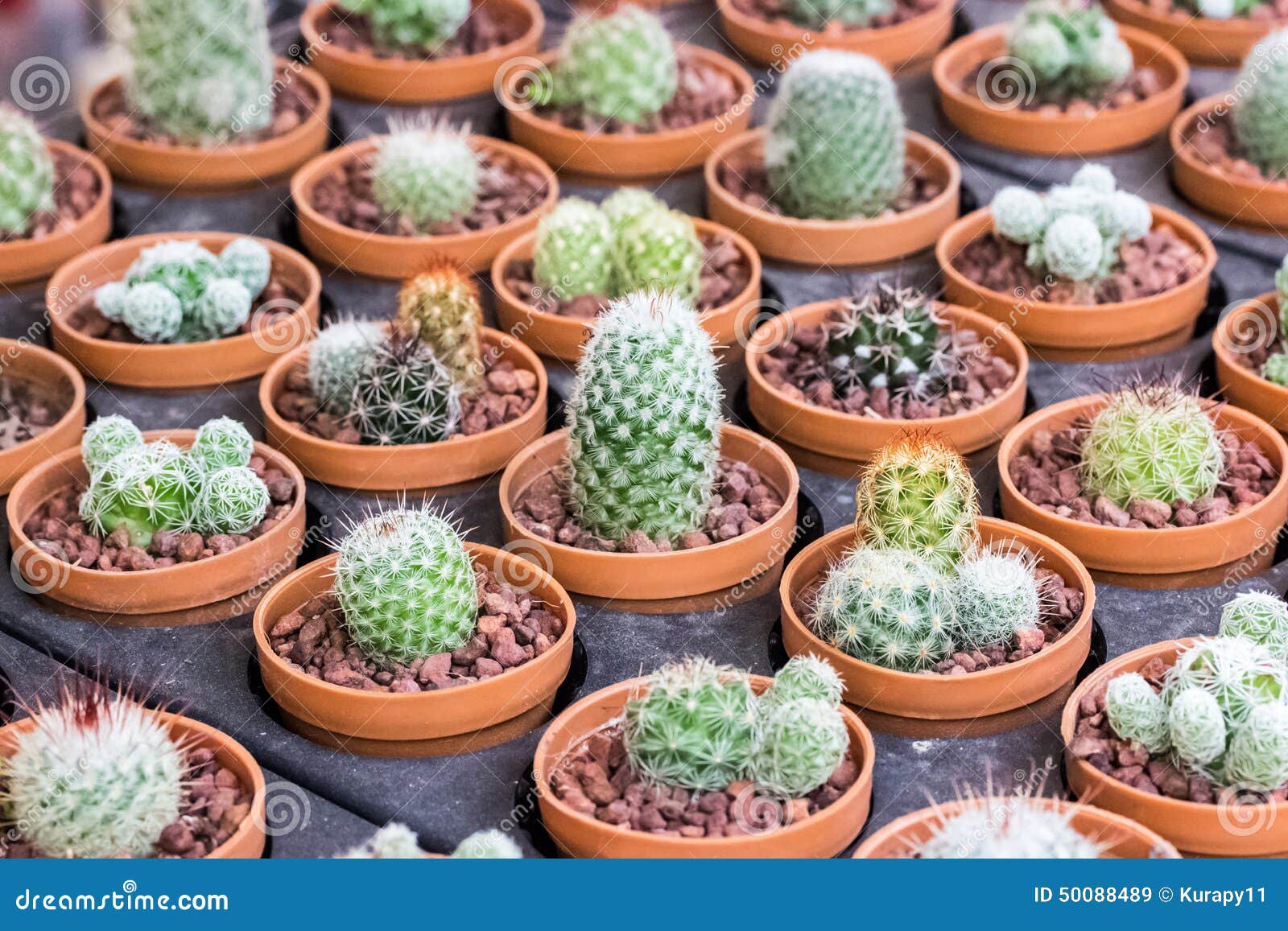 Small Different Types of Cactus Plants. Stock Image - Image of flora ...