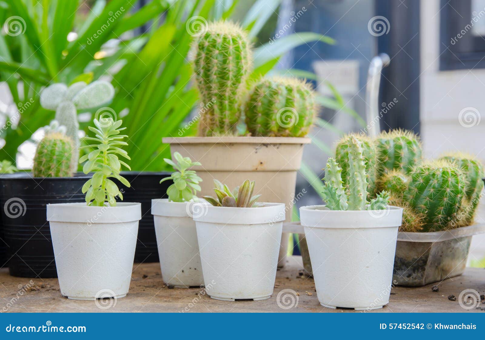 Small Different Types of Cactus Plants. Stock Photo - Image of closeup ...