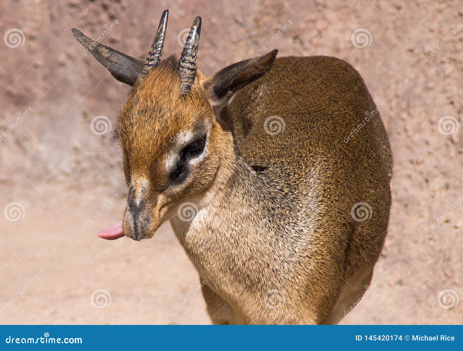 Small Dik Dik stock photo. Image of herbivore, wildlife - 145420174