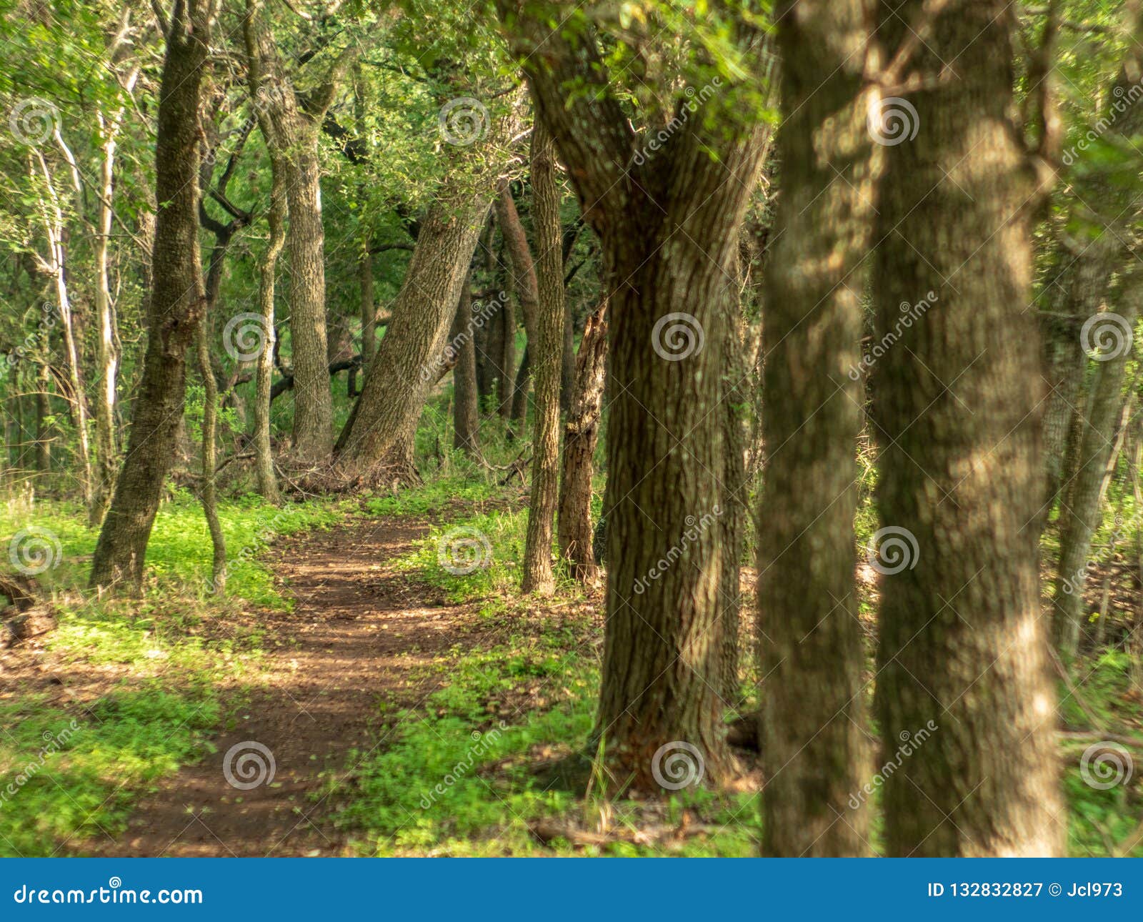 Small Dirt Path through Lush Green Forest Stock Image - Image of road ...